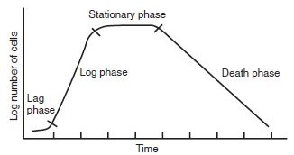Understanding Bacterial Growth Curve: Phases | Biology Blog