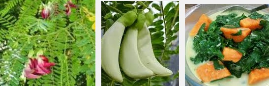 Anim Agro Technology: POKOK TURI - AGRONOMI DAN GUNANYA