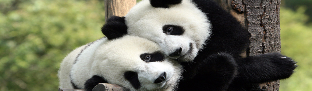 FREE WEB HEADERS: ANIMALS HD WEB HEADER COLLECTION