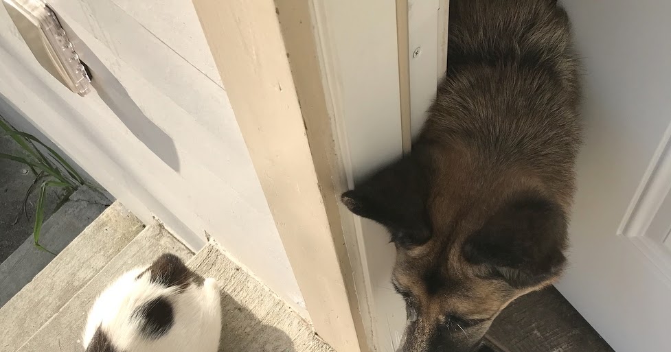 Lagniappe's Lair: Guard dog fail