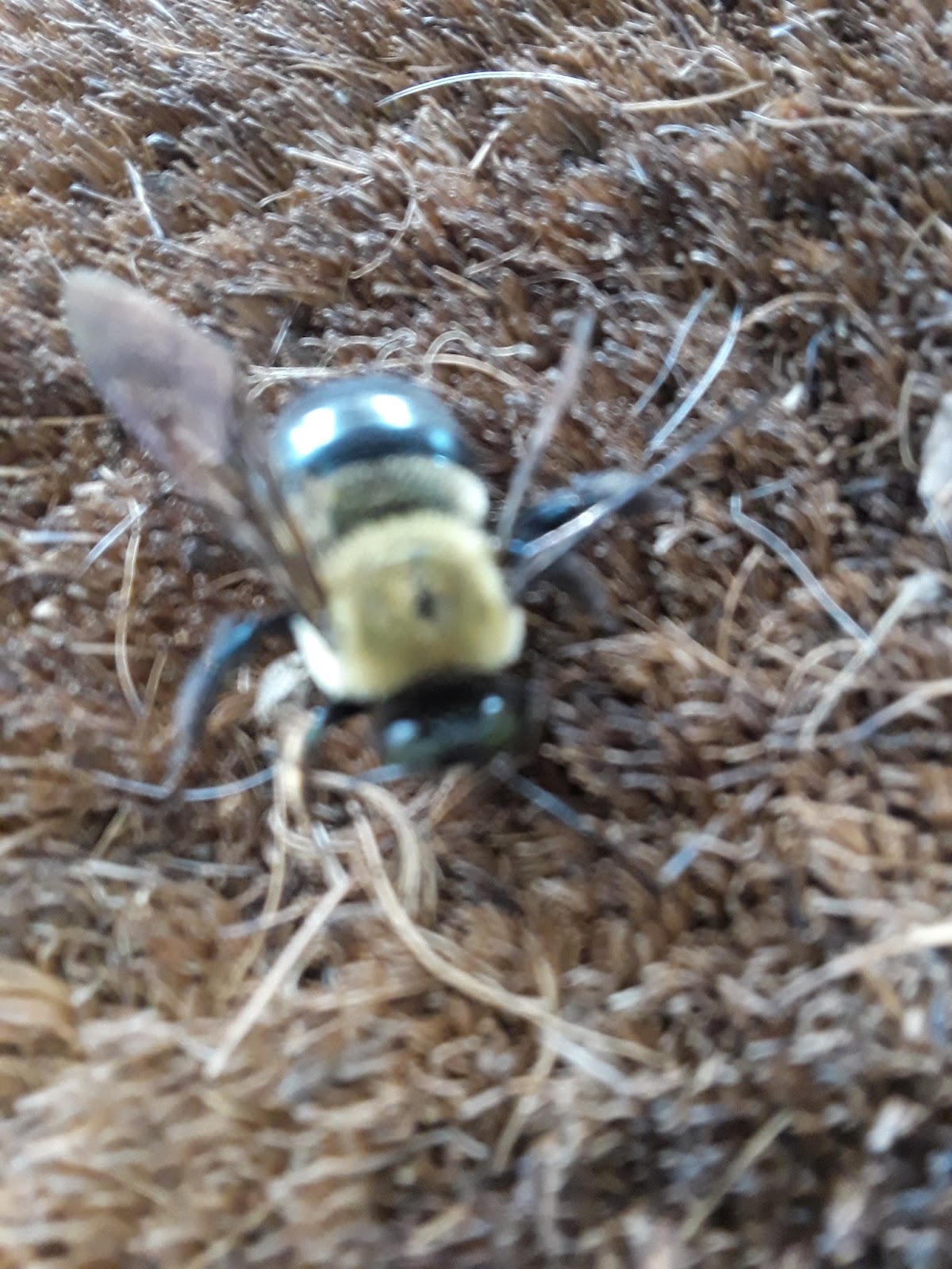 Elder Michael Milius: March 2018