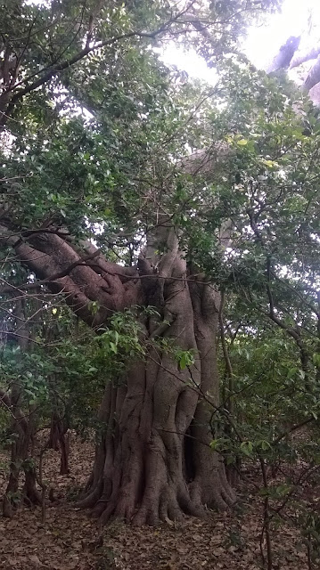 Travel and Tour Sense: Kodiyakarai Forest, Point Calimere, wildlife ...