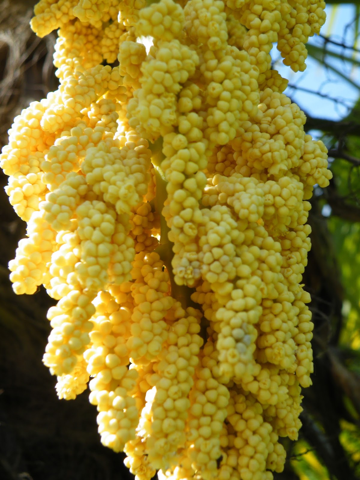 du-four-au-jardin-et-mes-dix-doigts: palmier