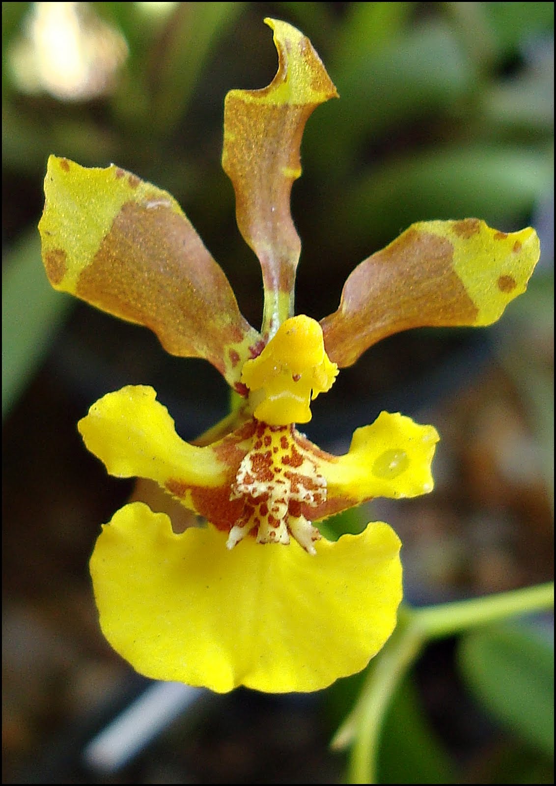 Burst Estelar: Oncidium longipes