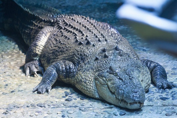 No Mar Profundo: Crocodilo