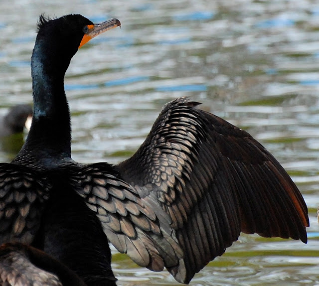 Birding Is Fun!: Here There be Sea Dragons!