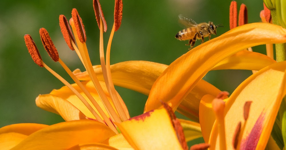 Photography by Travis Novitsky - Photo Journal: Lily Honey Bee