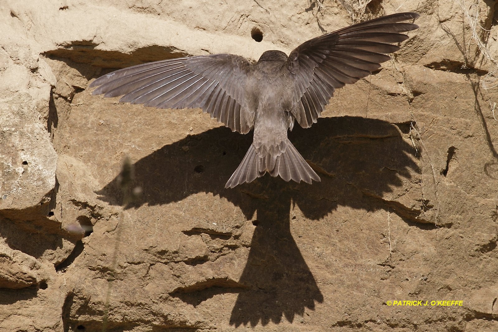 Raw Birds: SAND MARTIN Riparia riparia Fingal, Co. Dublin, Ireland