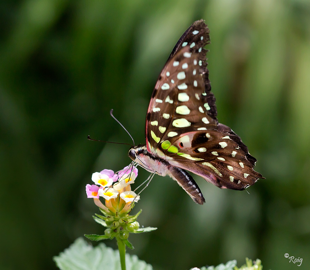 FotoRoig: Buetterfly Park (Part Papallones)