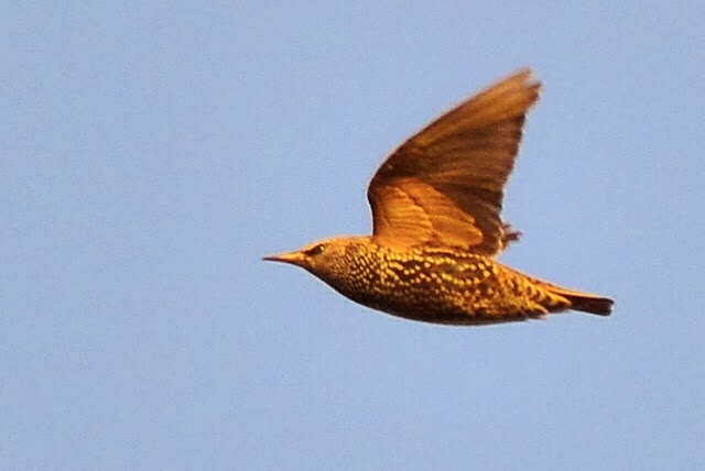 Norfolk Wildlife Trust: A murmuration of starlings