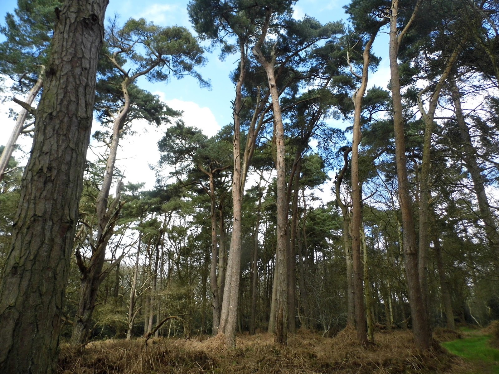 Birds and Beer: NORTH NORFOLK: Swanton Novers NENBC trip