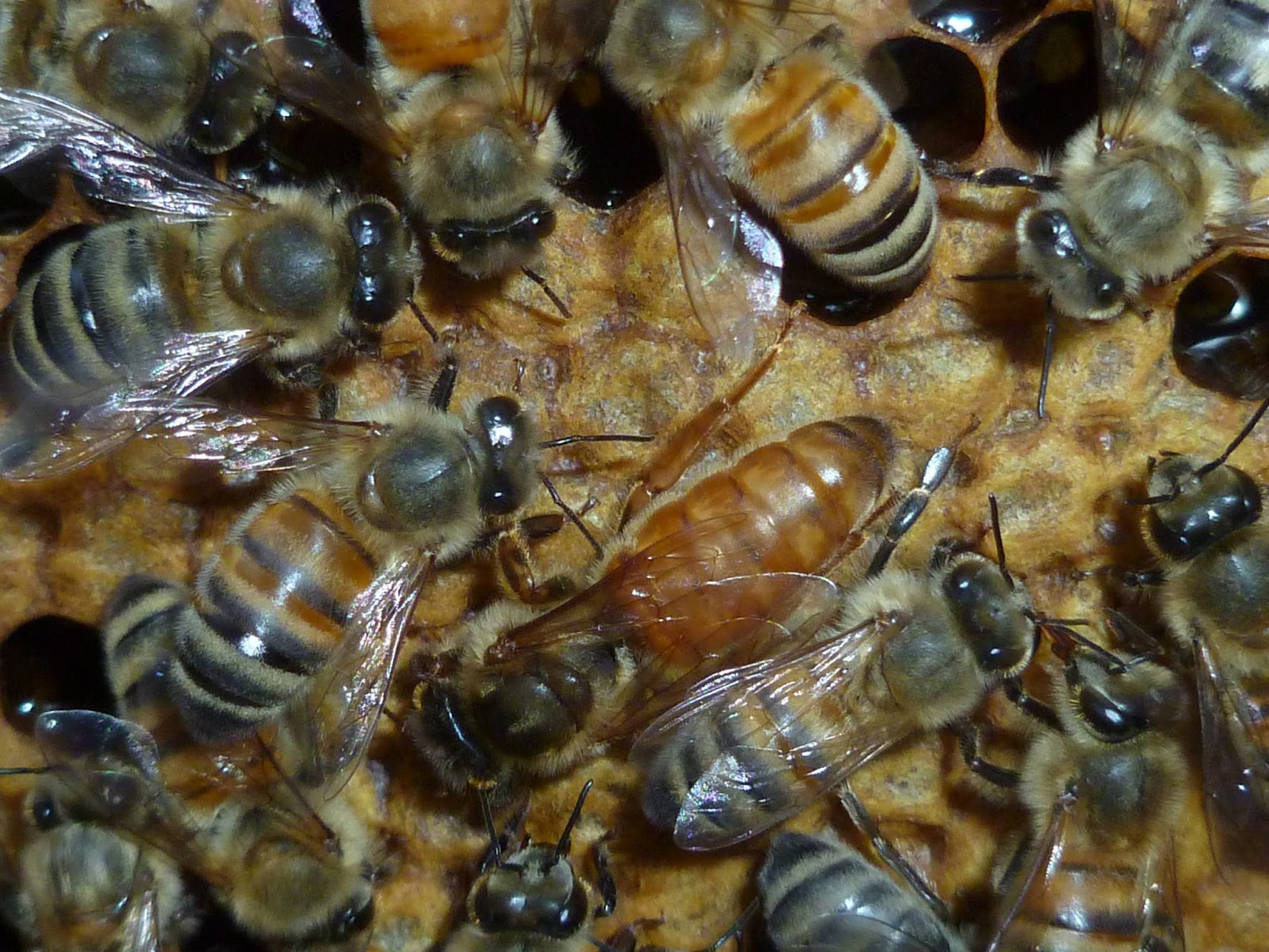 Queen Anne Bees: Supersedure Queens and Swarms