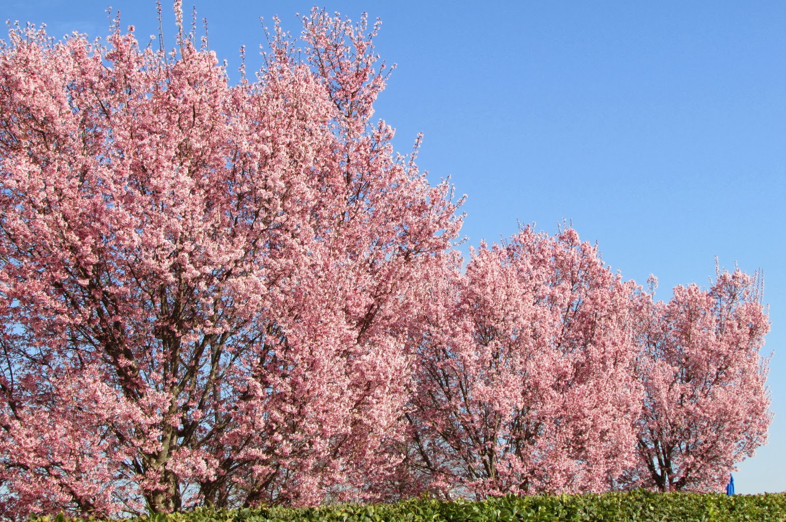 Love For His People: Spring in Charlotte - THANK GOD!