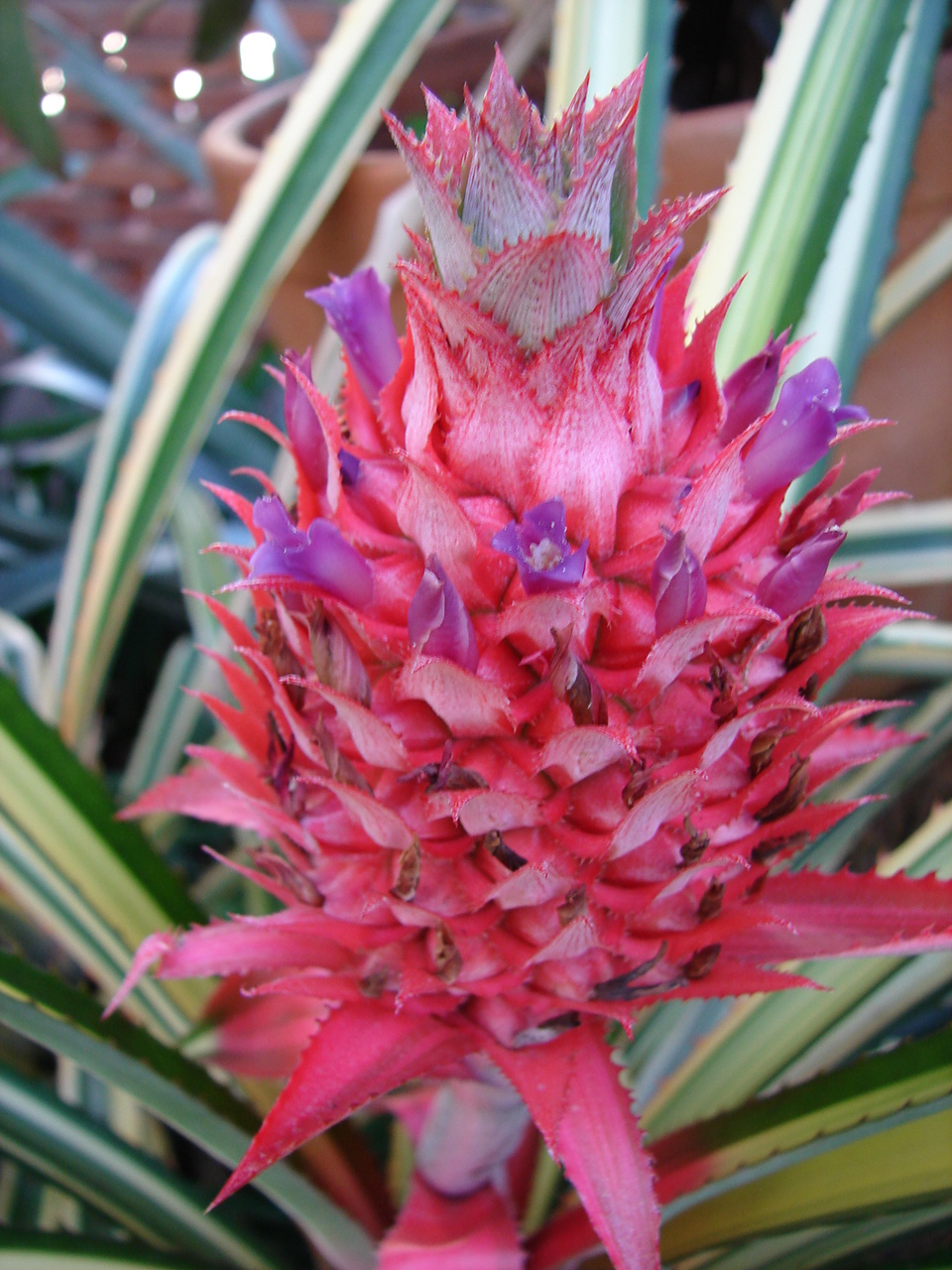 Jardim Botânico Municipal de Bauru: Venha conhecer o Abacaxi-vermelho
