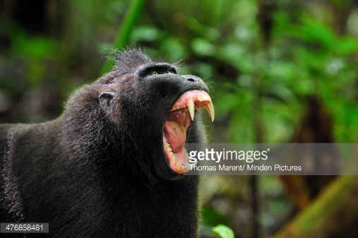 Mengenal Yaki, Si Kera Hitam Sulawesi yang Menunggu Kepunahan | Info ...