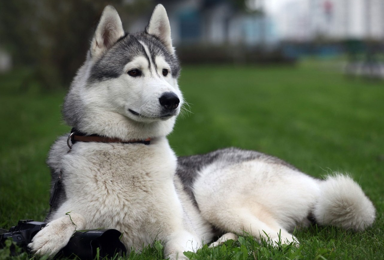 Dog The Best friend: How To Make A Happy Siberian Husky