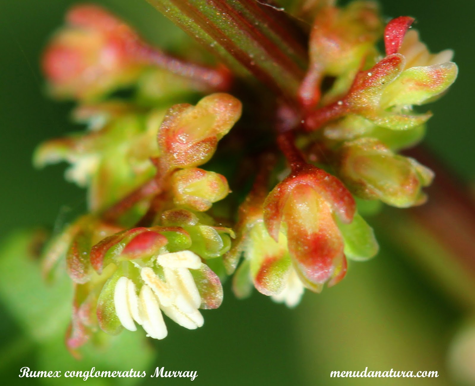Menuda Natura: Rumex conglomeratus Murray