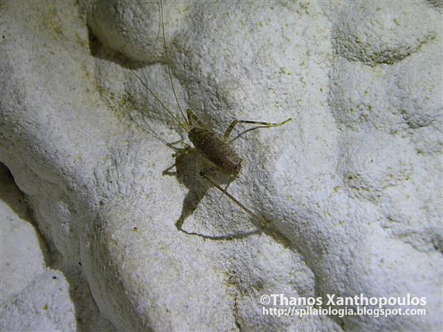 ΣΠΗΛΑΙΟΛΟΓΙΑ - SPELEOLOGY IN GREECE : ΒΑΡΑΘΡΟ "ΤΡΥΠΟΦΡΑΚΤΗΣ" ΠΑΡΝΑΣΣΟΣ ...