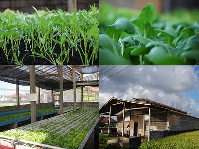 Hidroponik | Laman Pertanian