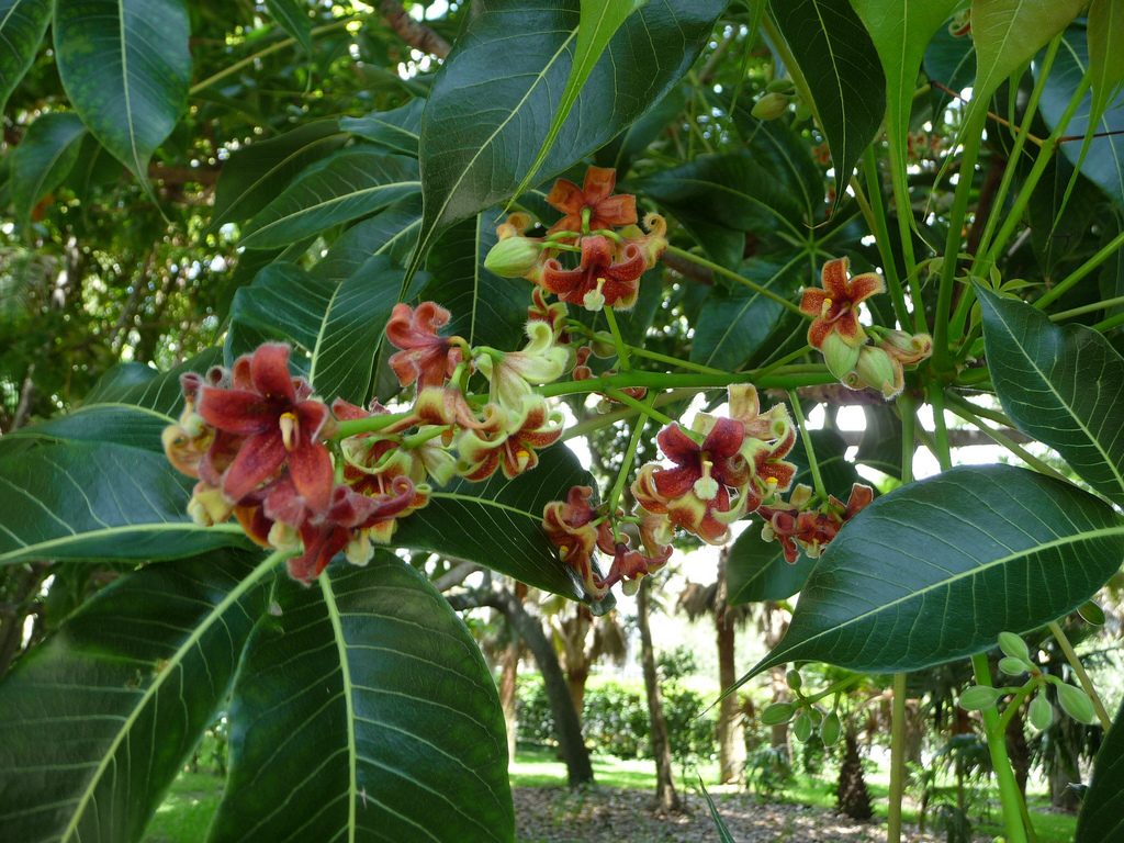 Gnanasuriabahavan Academy: பீநாறி - எண்ணெய்வித்து மரம் - PINAARI - TREE ...