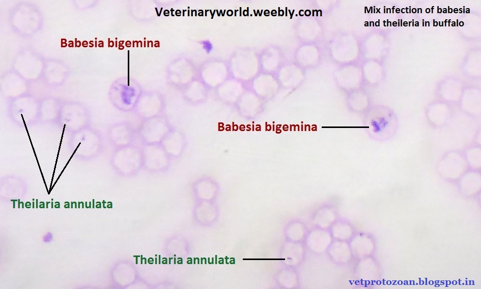 theileriosis in cattle