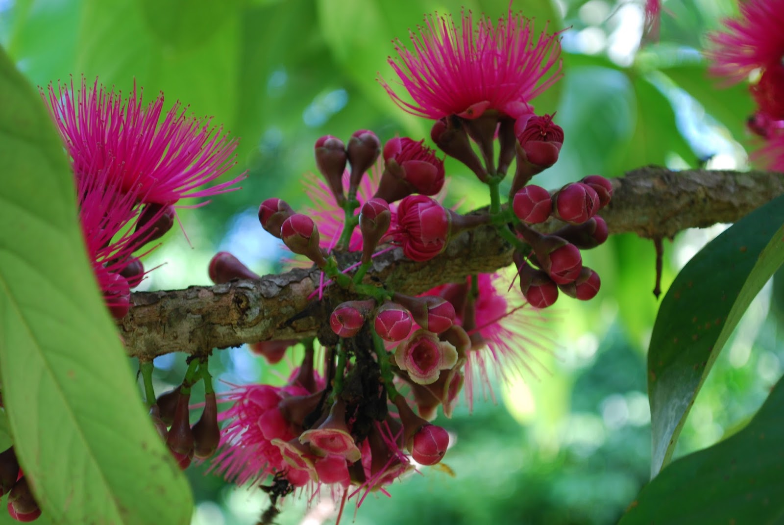 Humboldtina - Venezuela: Wasserapfel - Pomalaca, Pomagás - Syzygium ...
