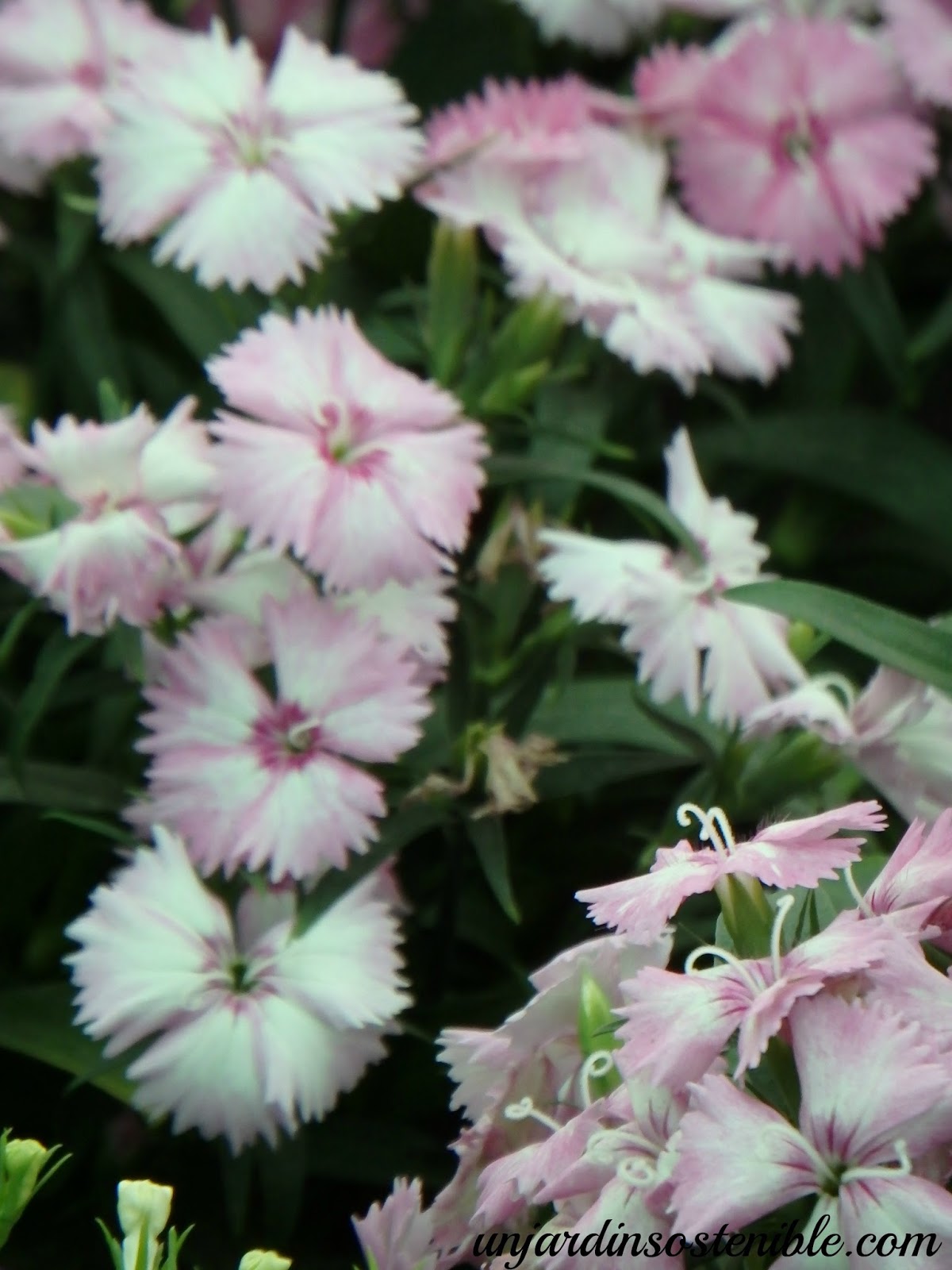 Dianthus chinensis (Clavel chino)