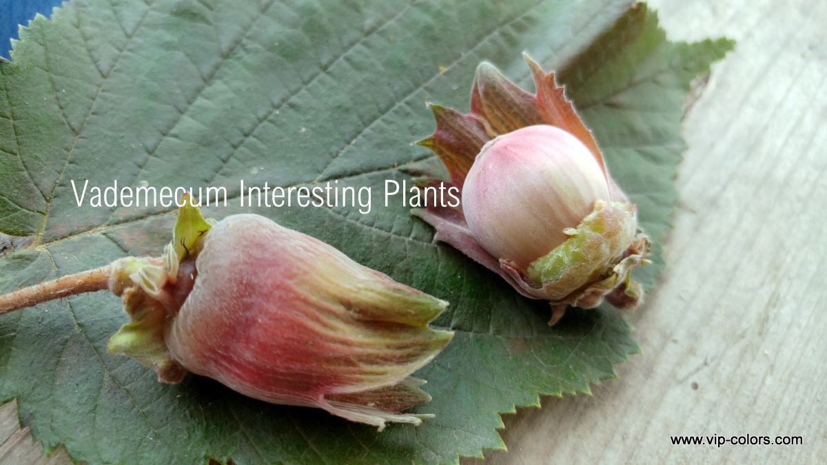 Vademecum Interesting Plants: Corylus avellana - Leszczyna pospolita ...