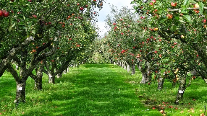 LOS ÁRBOLES: febrero 2015