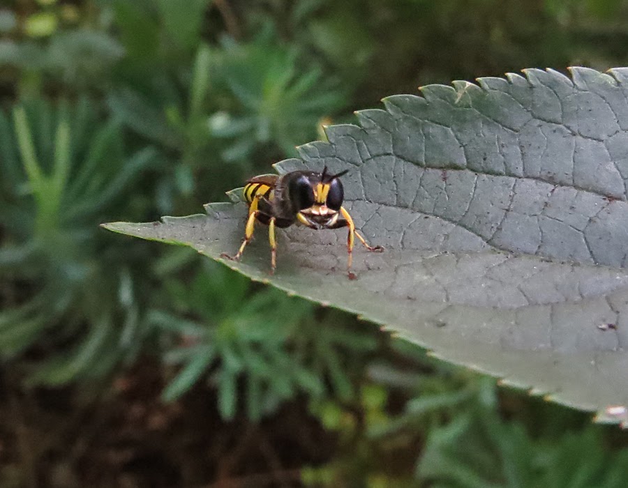 Port and Wey: Portland Insects T-Z