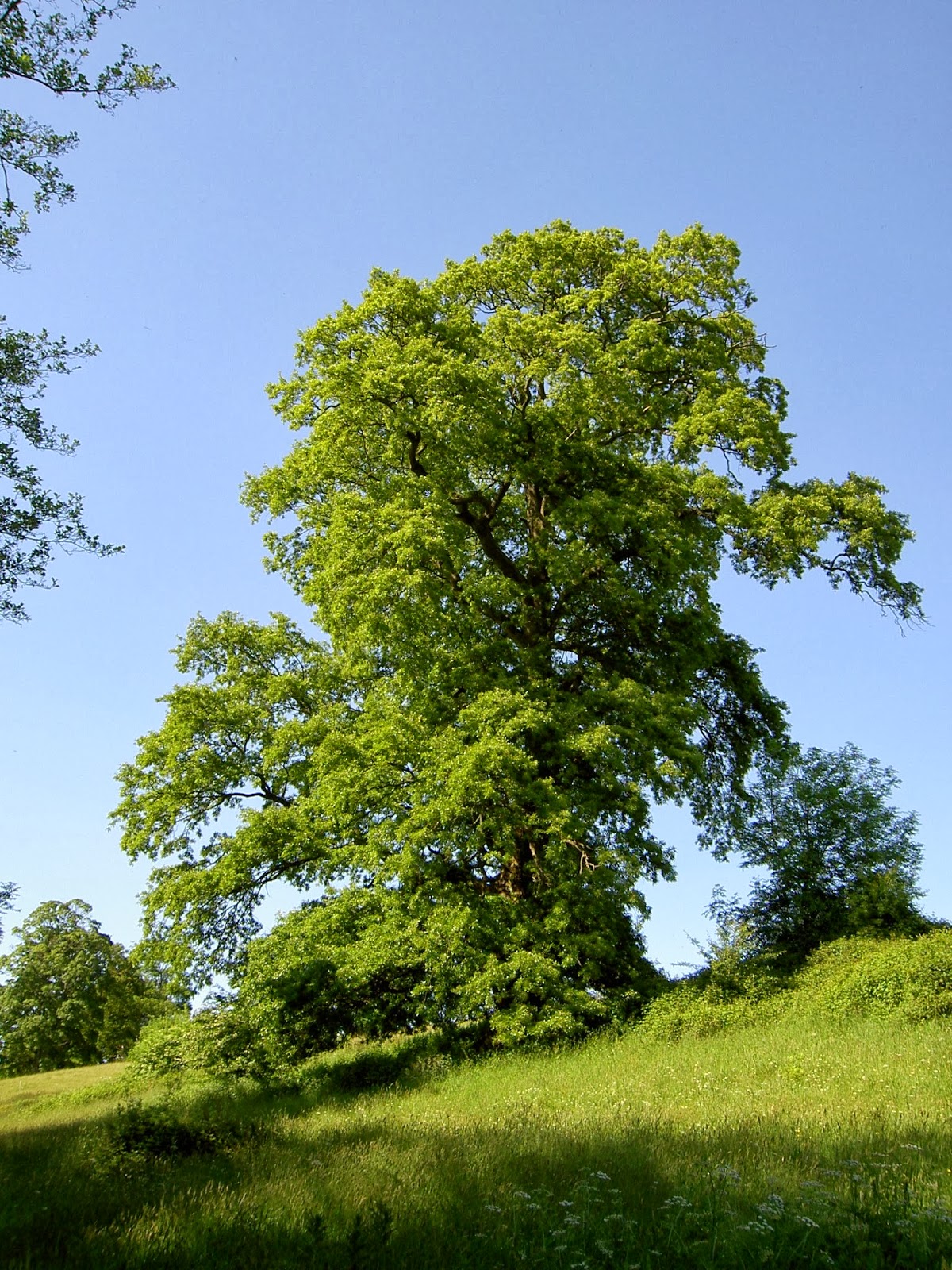 Trees Planet: Quercus cerris - Turkey Oak