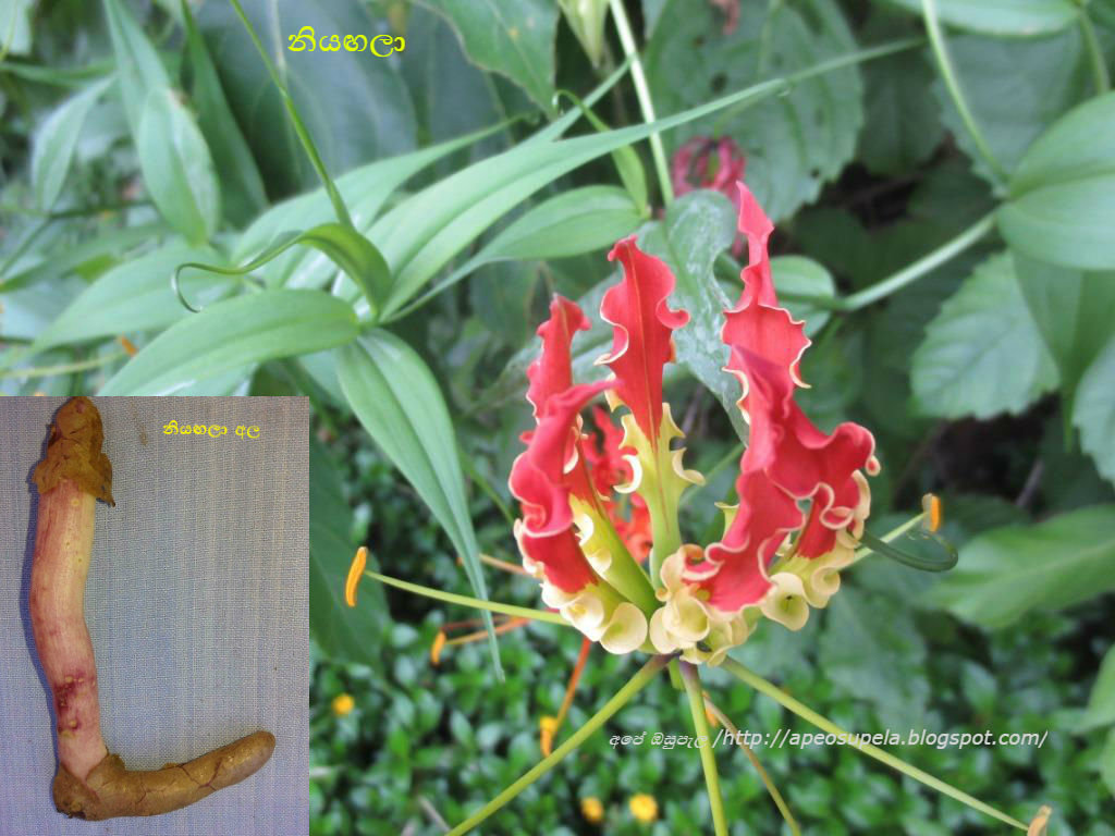 නියඟලා [Niyagala] (Gloriosa superba) ~ අපේ ඔසුපැළ Medicinal Plants of ...
