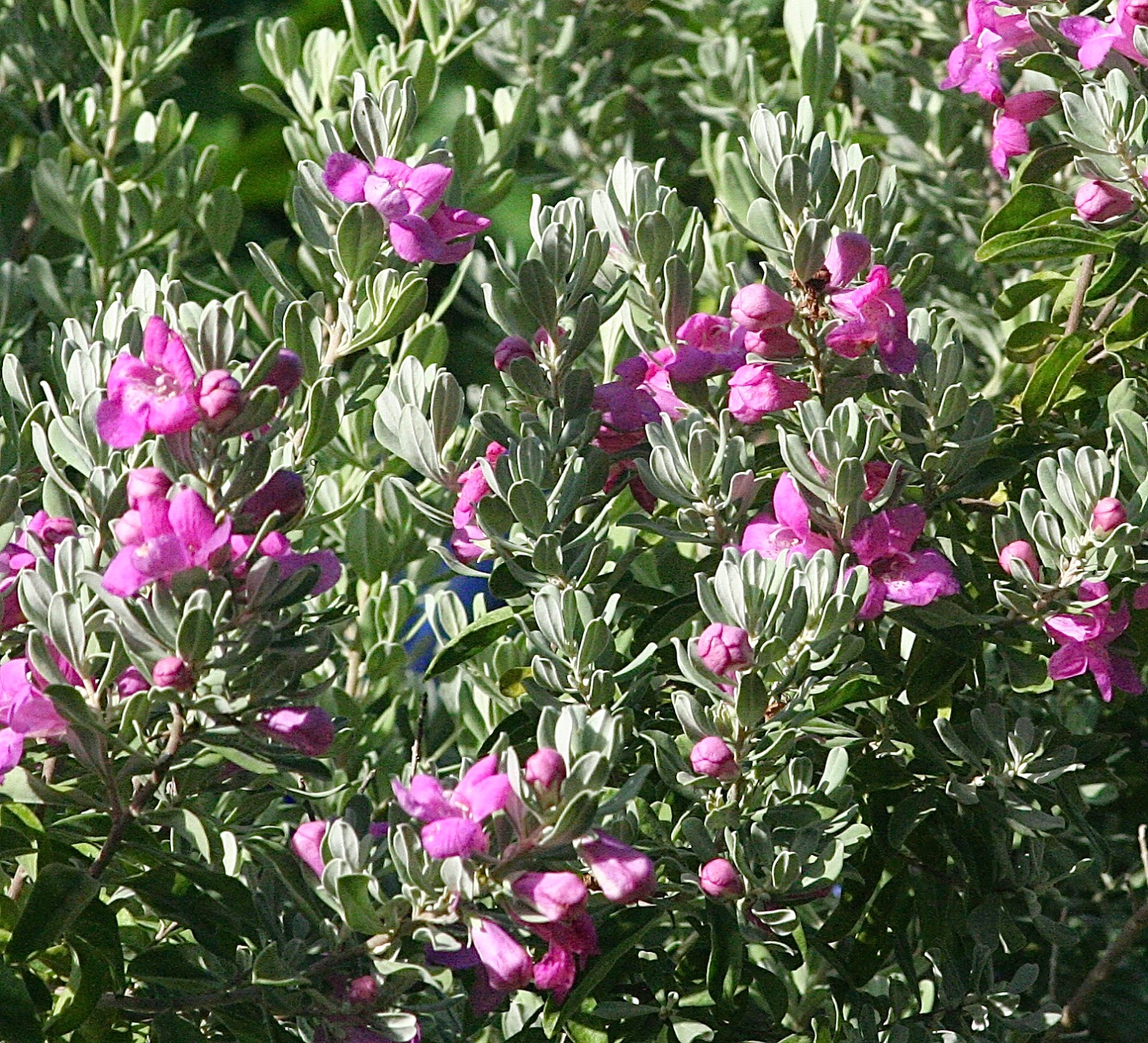 The Nature of Things: Backyard Nature Wednesday: Leucophyllum frutescens