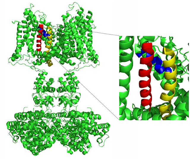 A Model for the BK channel