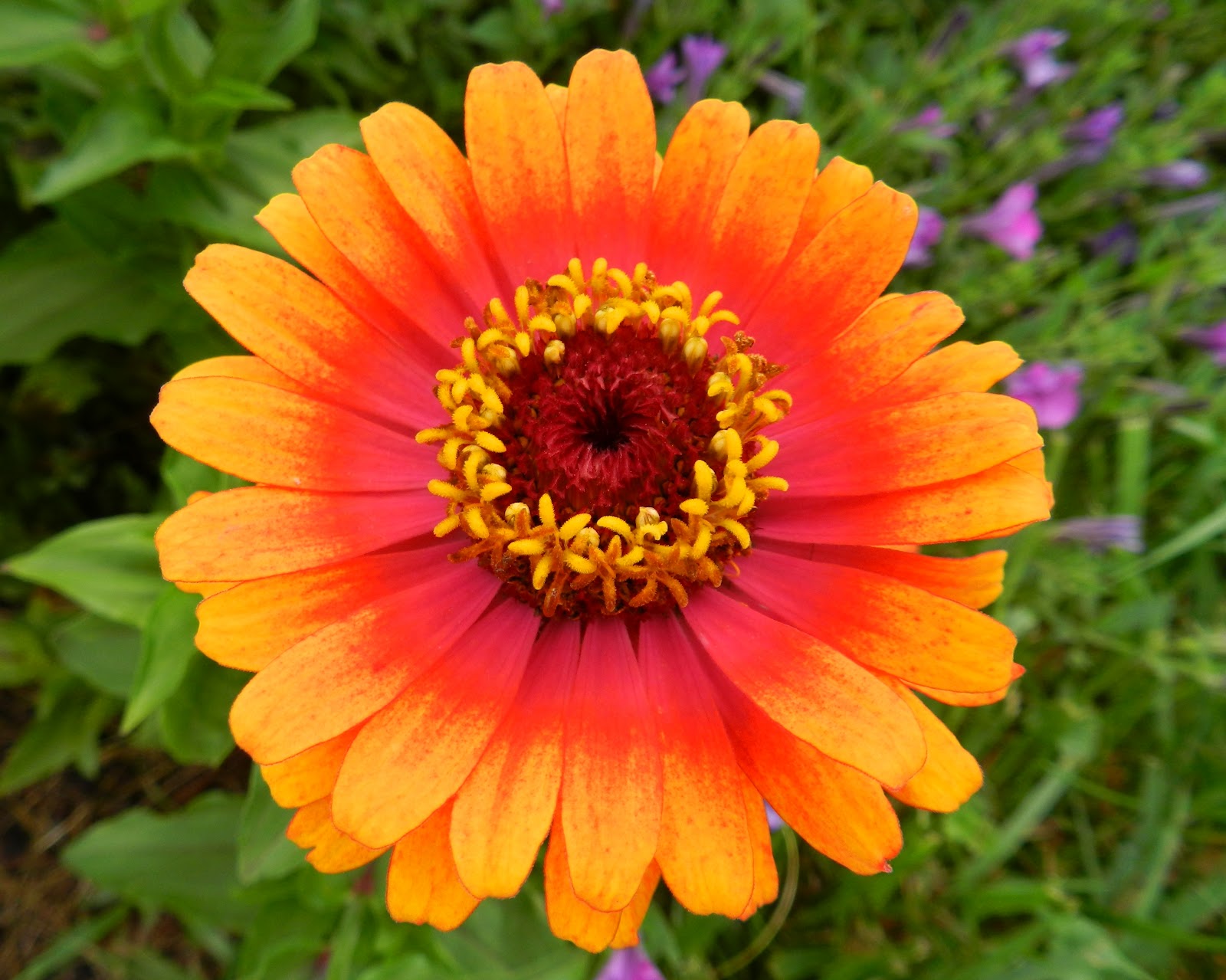 Prairie Rose's Garden: August Bloom Day