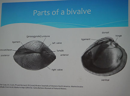wild shores of singapore: Bivalves Unleashed: Bivalve Workshop Day 1