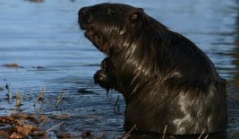 Saarde Kalameeste Selts