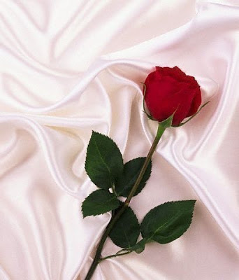 Menakjubkan 10+ Foto Bunga Ros - Gambar Bunga Indah