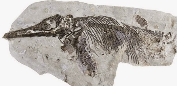 Reptossaurus: Fóssil armazenado em museu inglês é uma nova espécie de ...