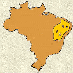 Apoio em Geografia e História: CAATINGA- "Semi-árido" brasileiro