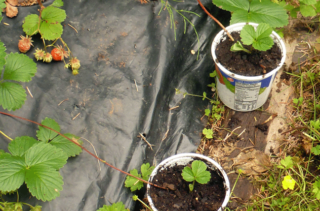 Eden By The Bay: Plant Propagation – Runners