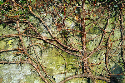 impossible songs: Complex natural structures abound