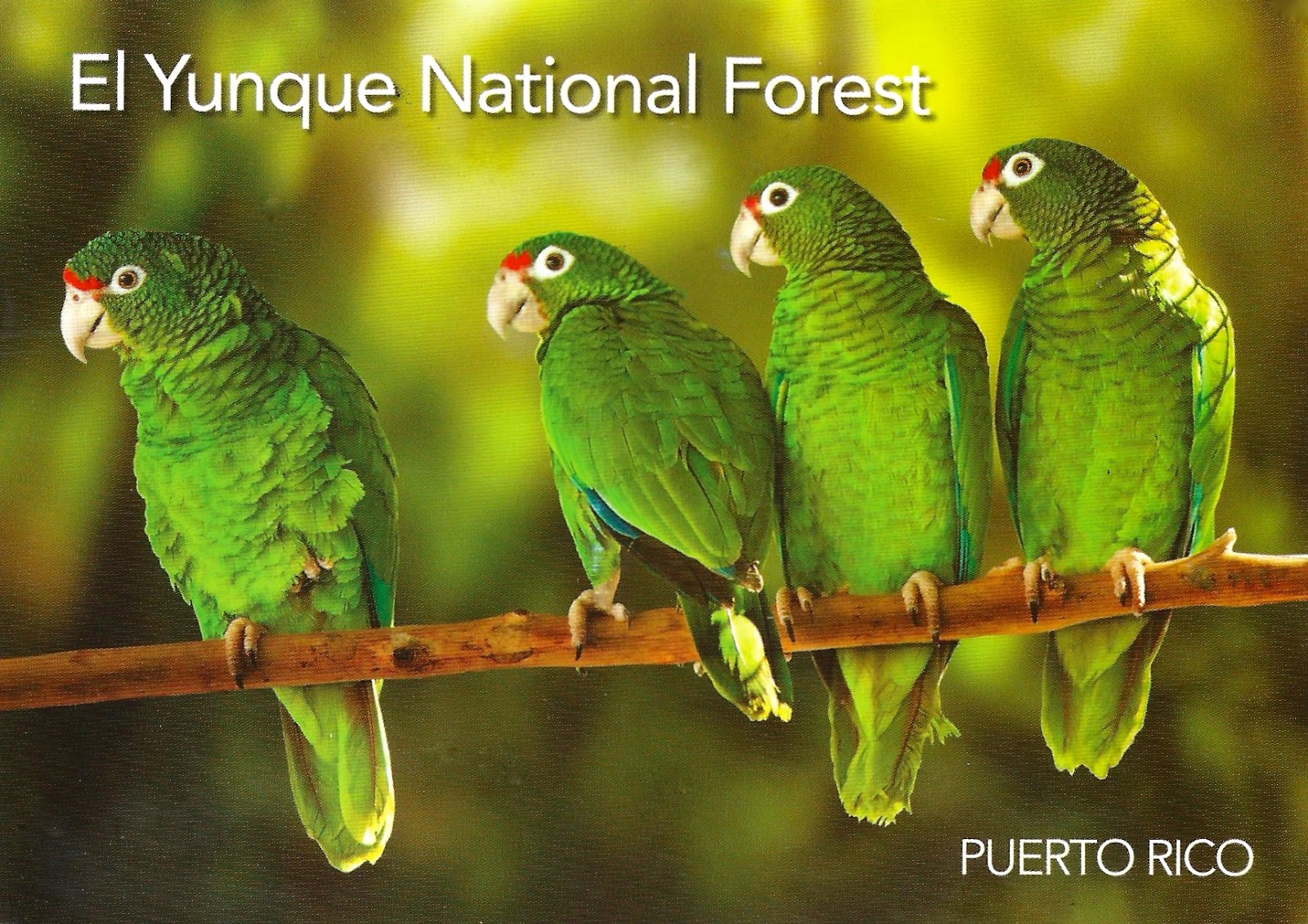 My Favorite Postcards: Parrots and Frogs from The El Yunque National ...