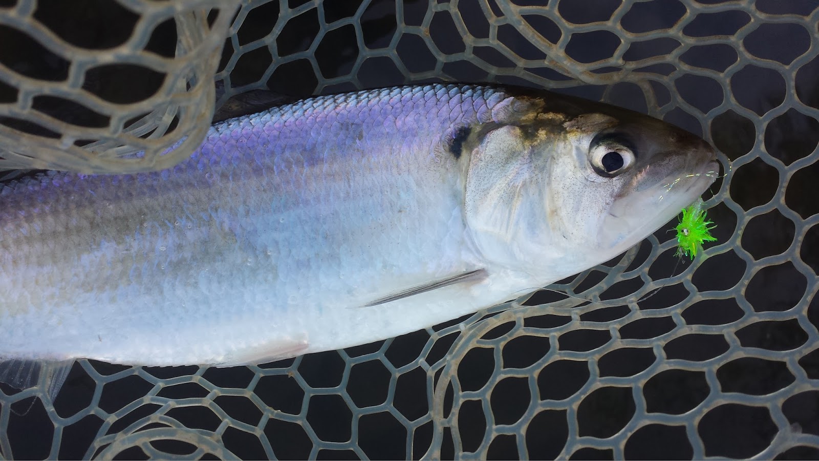 Keep Calm and Fly Fish: American Shad are Overrated