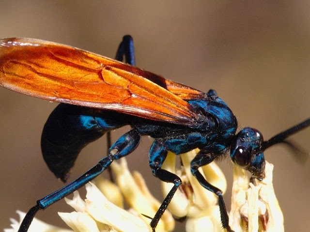 Uruguay and it's Curiosities-Uruguay y sus curiosidades: AVISPA SAN ...