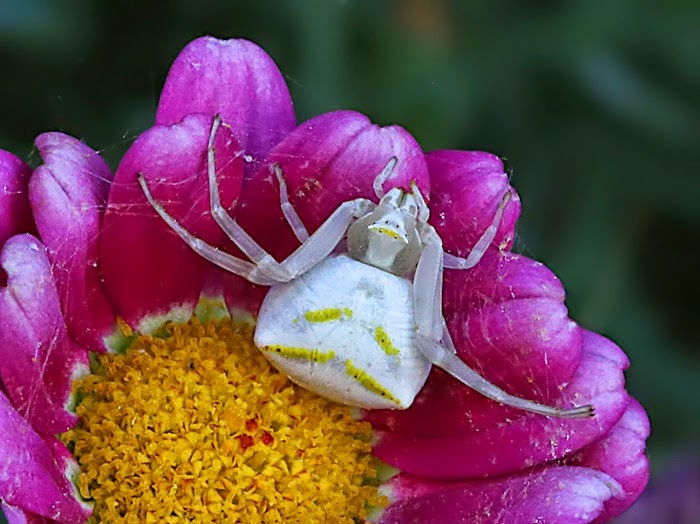 Foto-Natura-Huesca: TOMÍSIDO Thomisus onustus Charles Athanase, baron ...