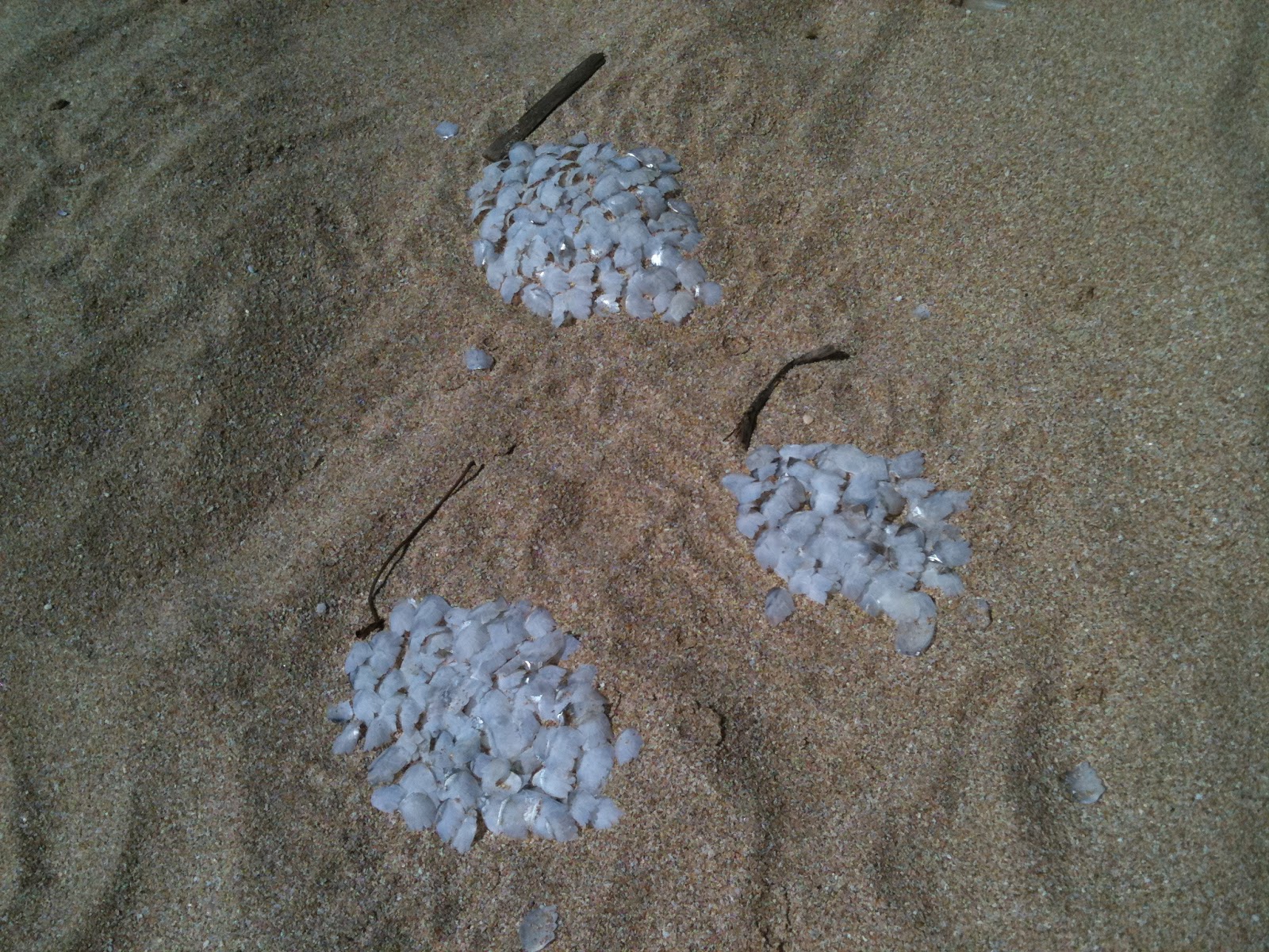 [DIAGRAM] Diagram Of Fish Scales - MYDIAGRAM.ONLINE