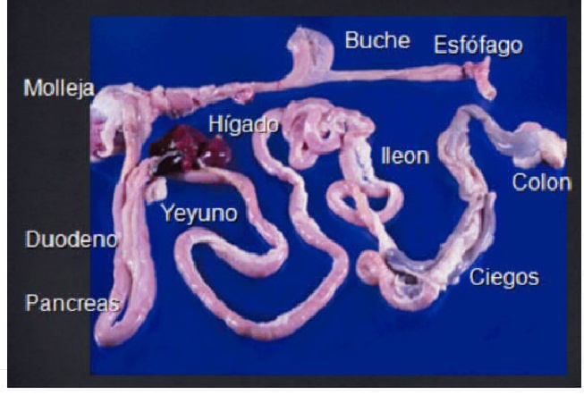 AGRICOLAS: sistema digestivo de la gallina
