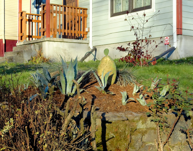danger garden: Fifteen agaves and an opuntia...