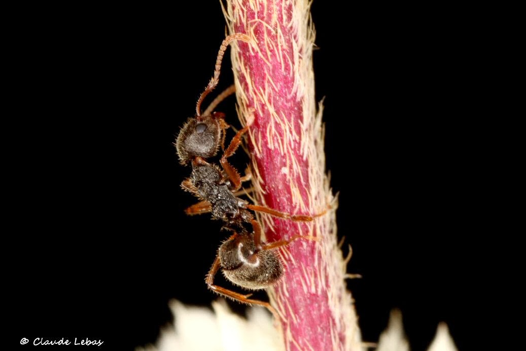Fourmis du Laos: Dolichoderus feae